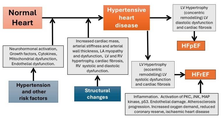 Hypertension and heart failure, a dangerous relationship